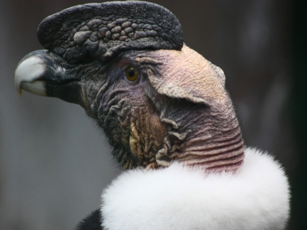 Cóndor Andino ¿Dónde y cuándo verlo? - Blog de Inca World Perú